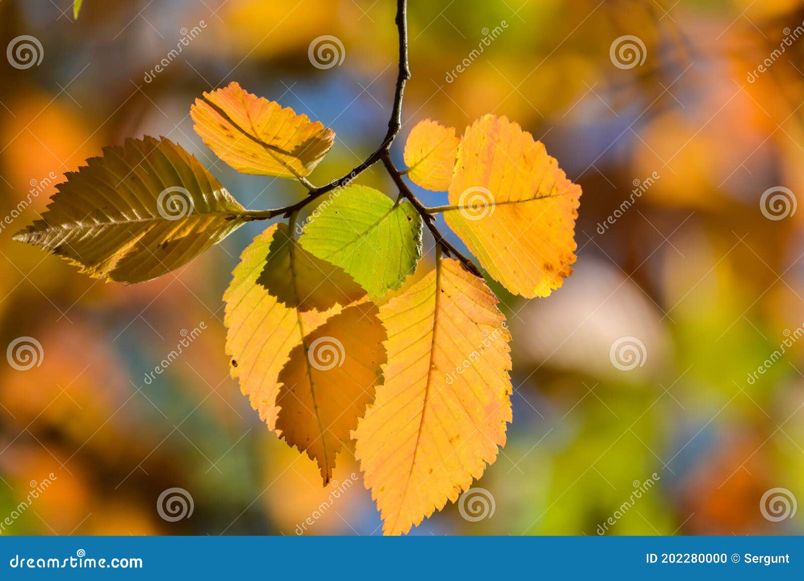 Autumn beech leaves stock photo. Image of forest, beech - 202280000