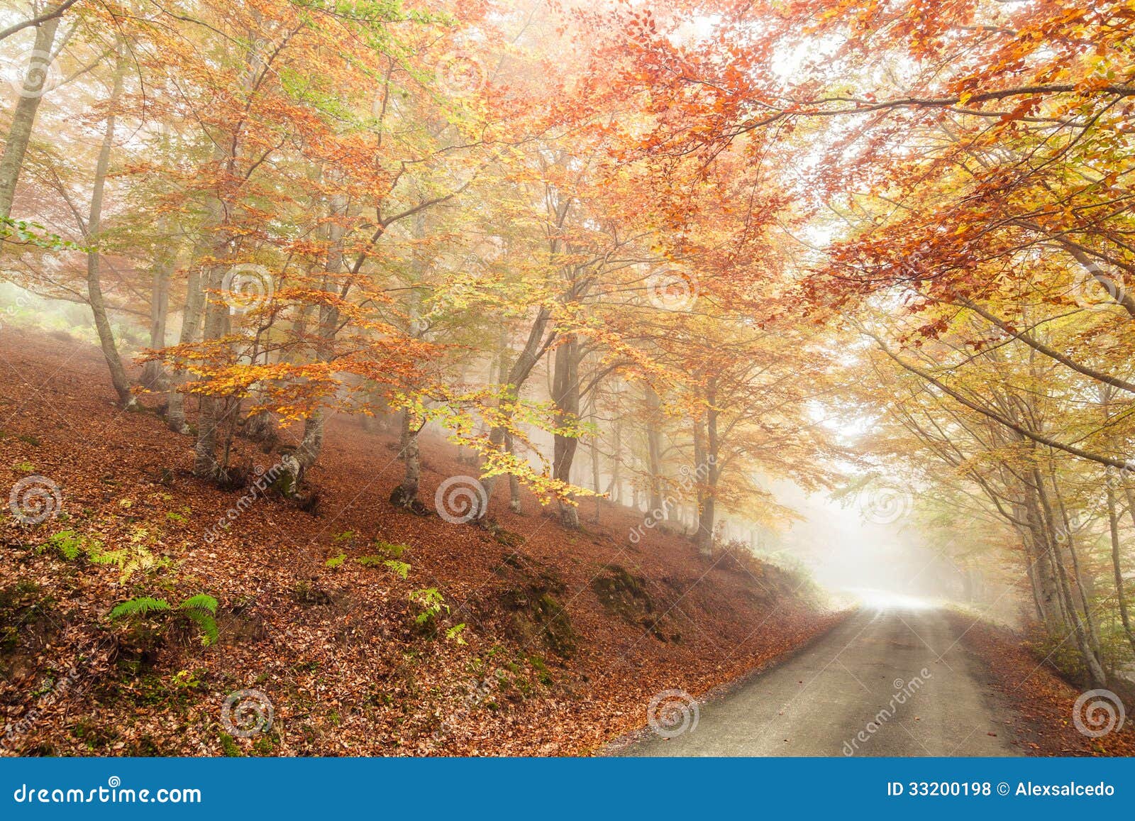 Autumn beech stock photo. Image of tree, colorful, mist - 33200198