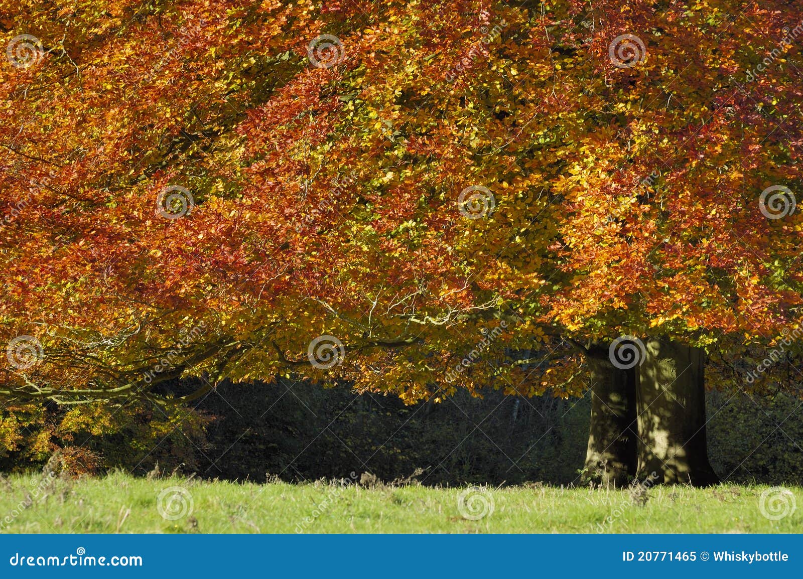 Autumn Beech Tree stock image. Image of westonbirt, forest - 20771465