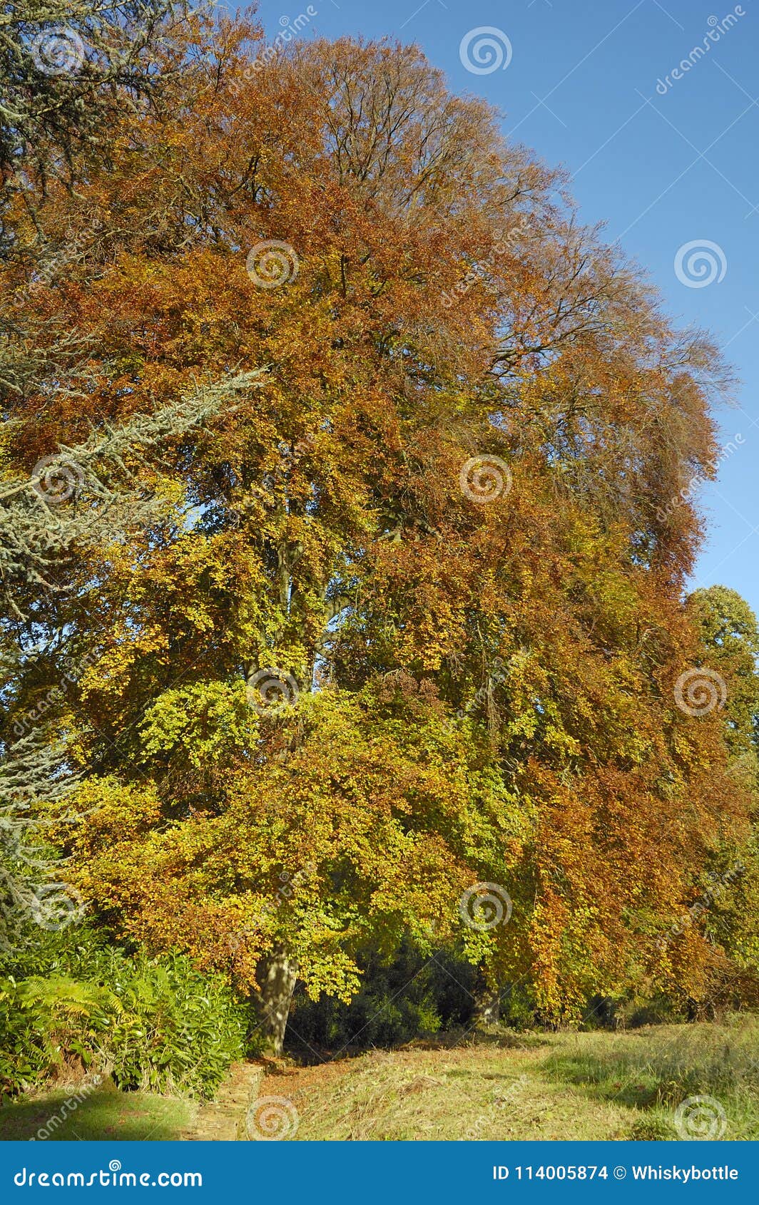 Autumn Beech Tree stock photo. Image of arboretum, fagus - 114005874