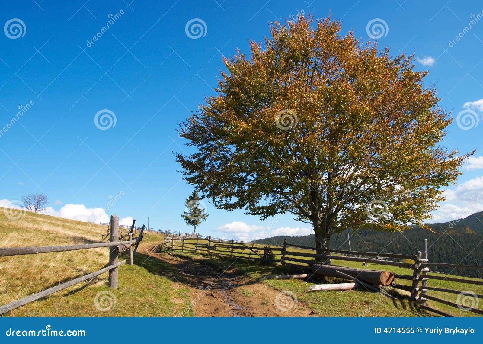 Autumn beech-tree and road stock image. Image of carpathian - 4714555