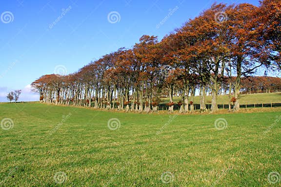 Autumn beech trees stock image. Image of season, autumn - 11609585