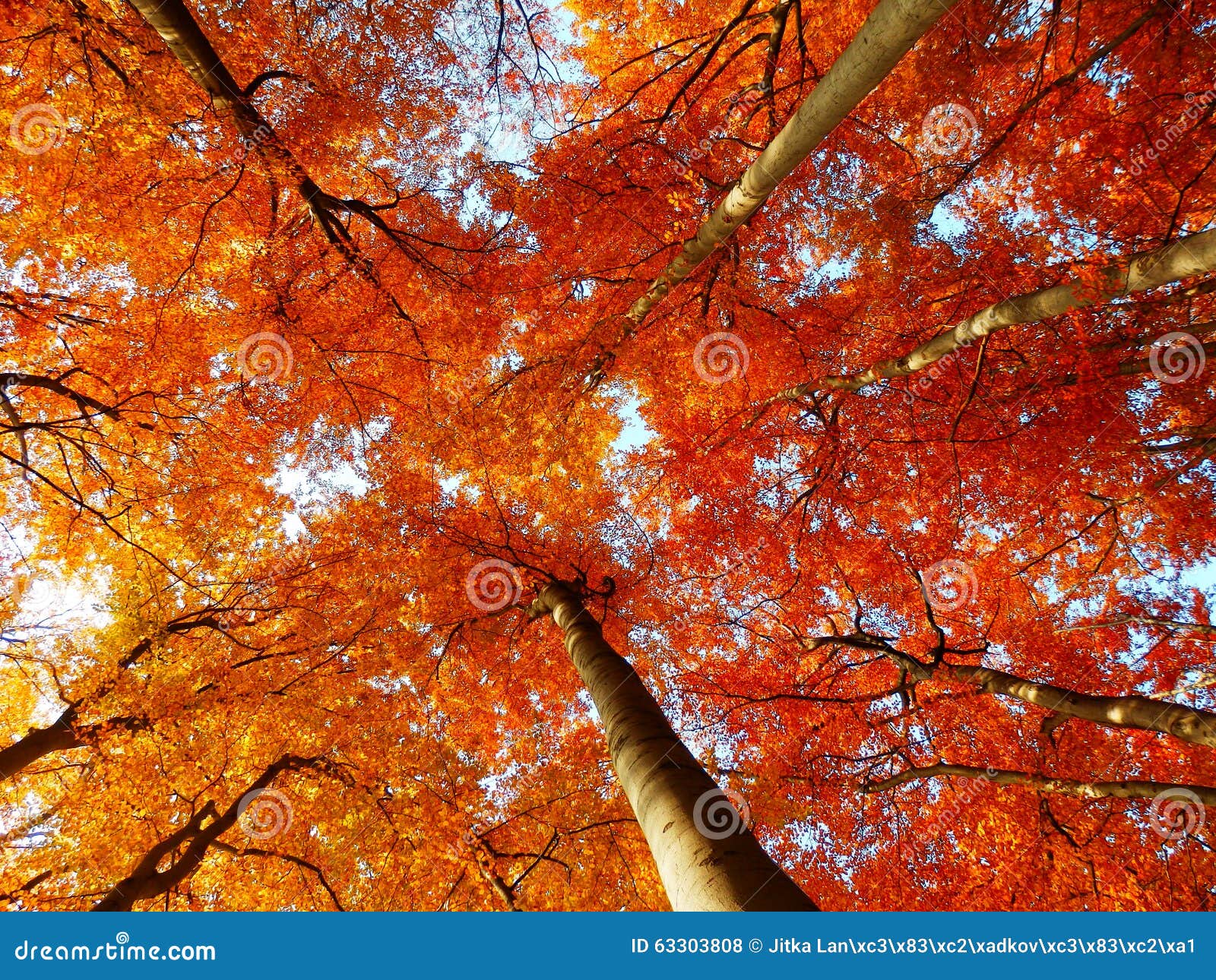 Autumn beech trees stock photo. Image of beech, branch - 63303808