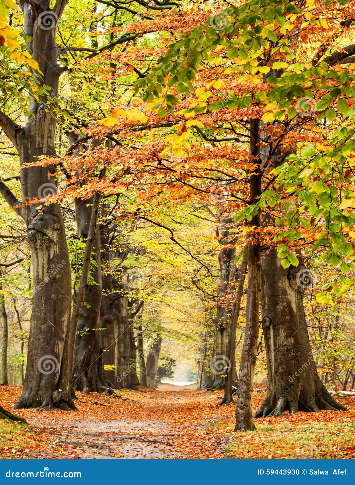 Autumn Beech stock photo. Image of line, lane, scene - 59443930