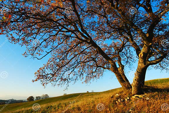 Autumn begins stock photo. Image of tranquility, solitude - 13456470