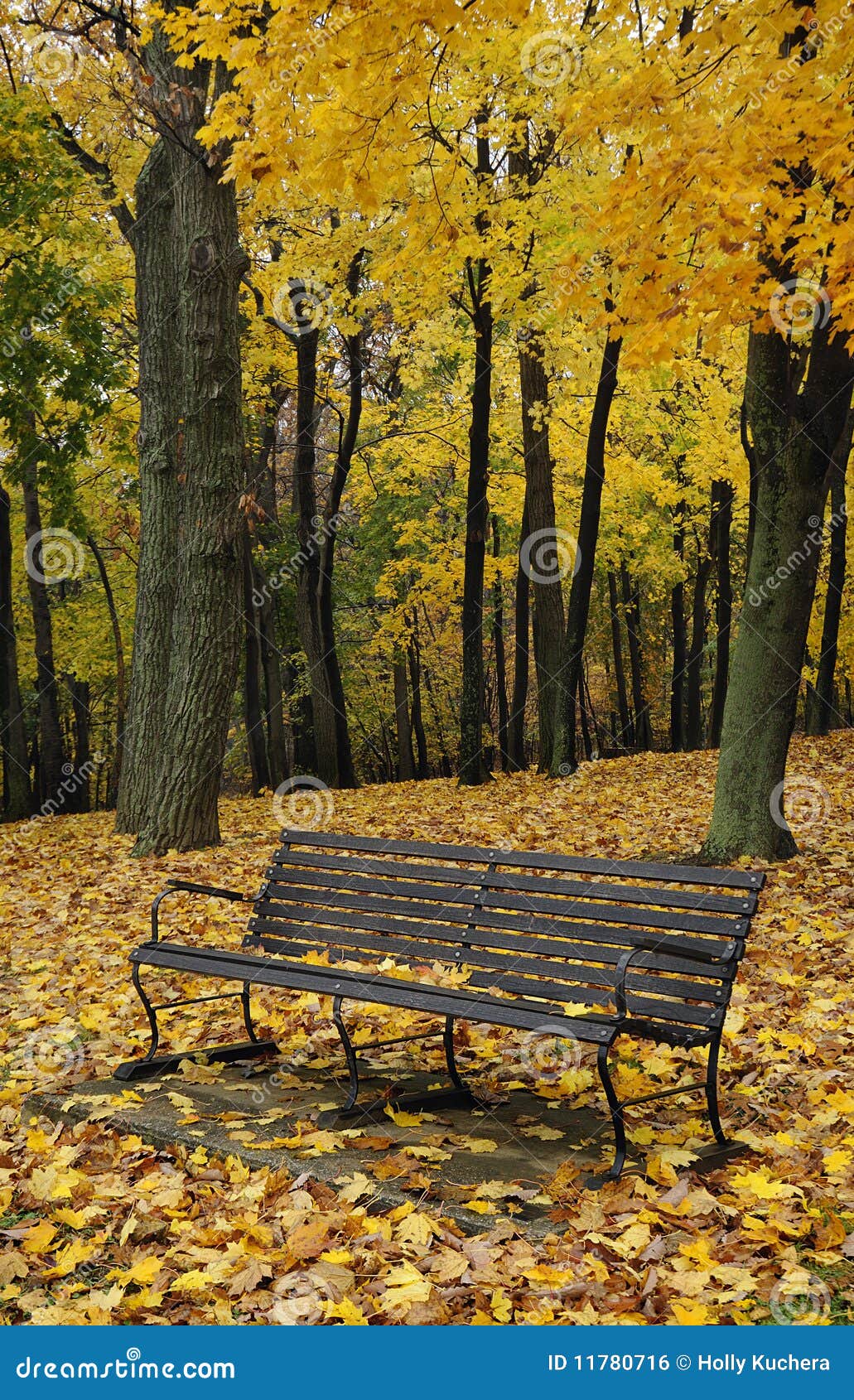 Autumn Bench stock photo. Image of leaf, park, fall, seat - 11780716