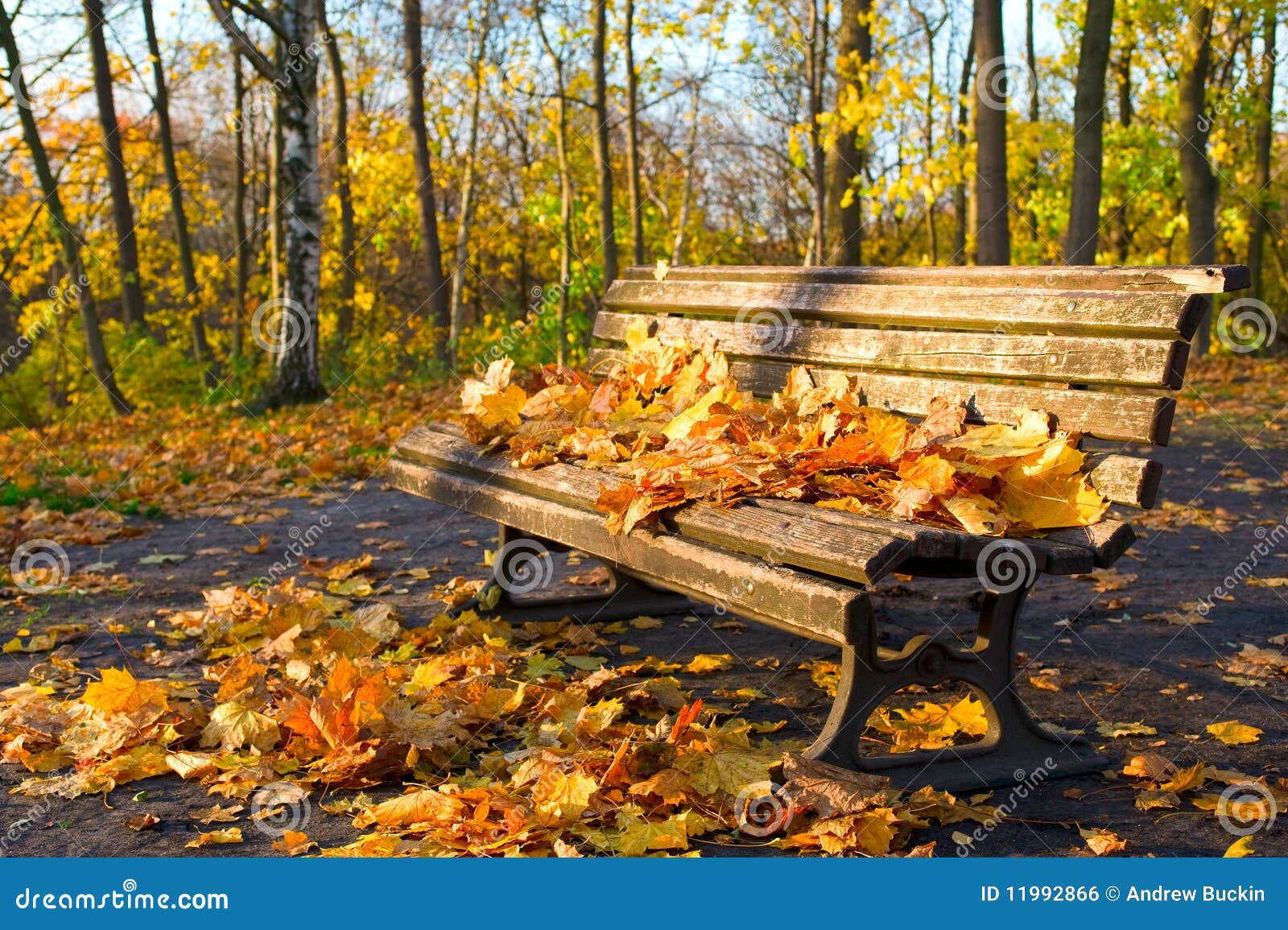 Autumn bench stock photo. Image of nature, bench, autumn - 11992866