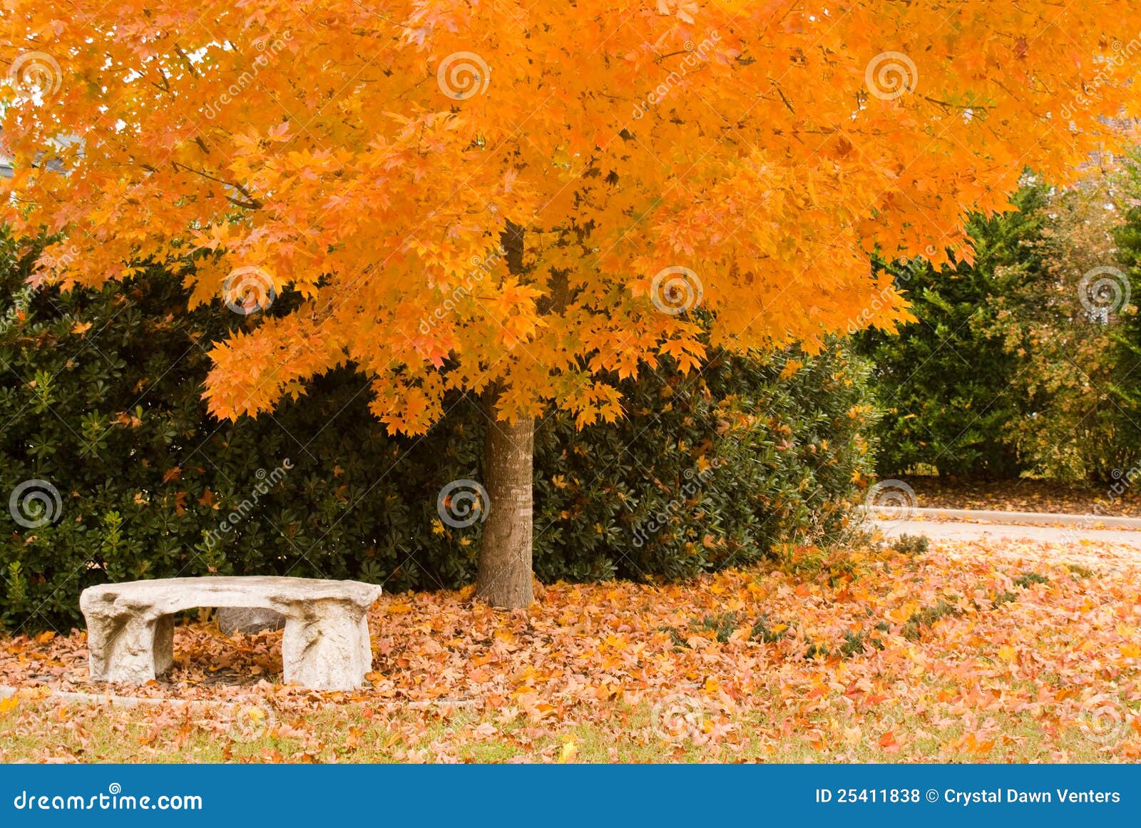 Autumn Bench stock photo. Image of autumn, seat, tree - 25411838