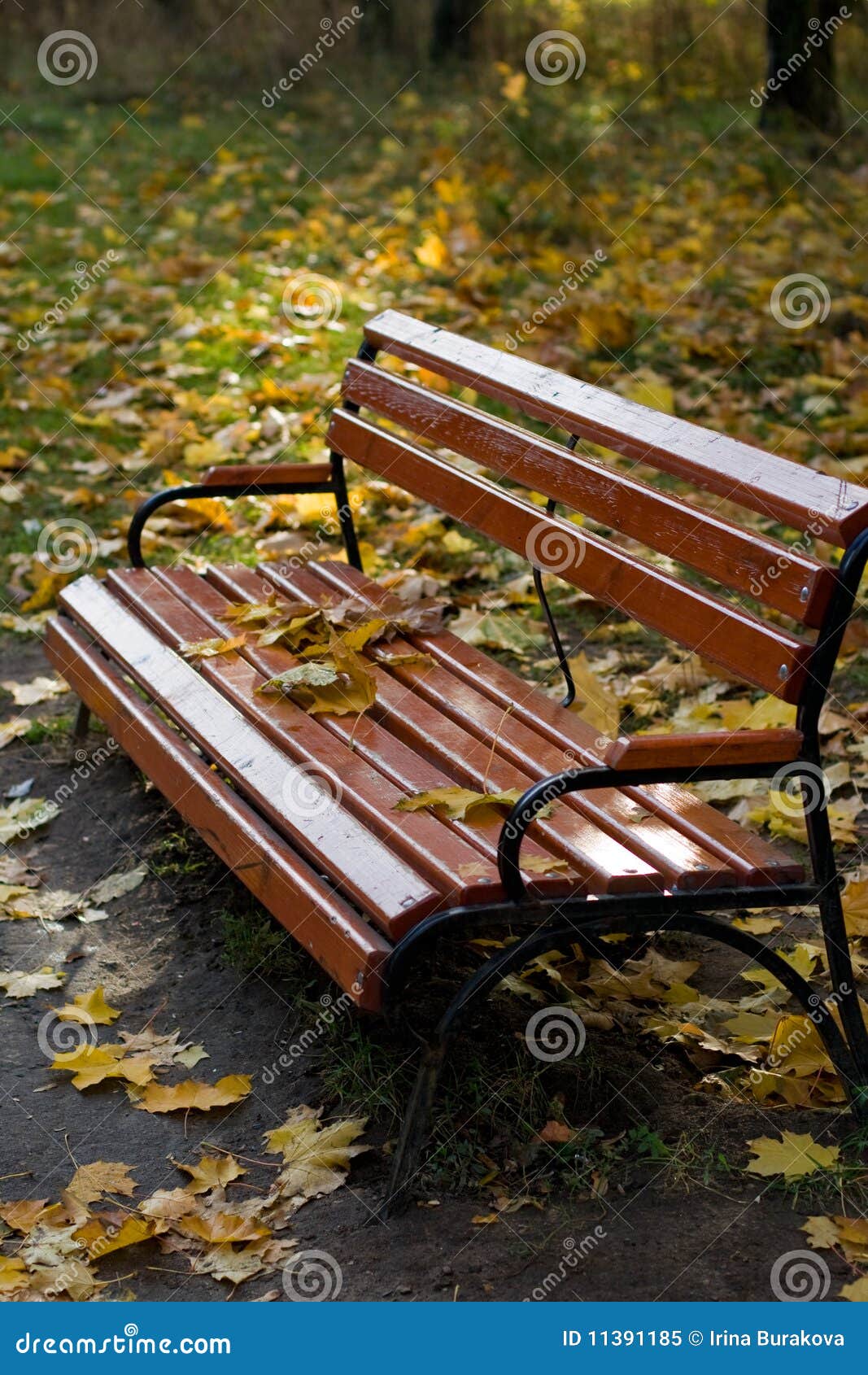 Autumn bench in park stock image. Image of flora, leaves - 11391185