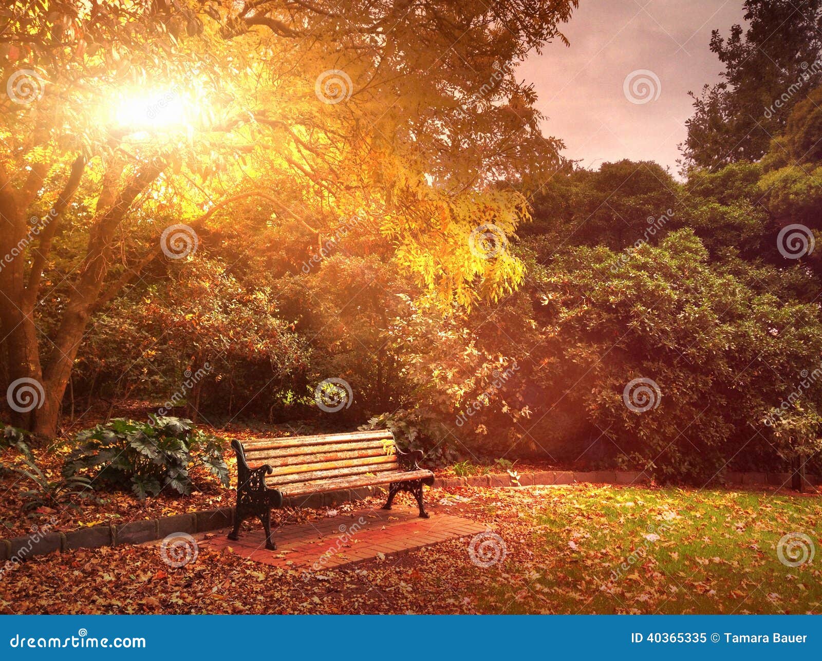 Autumn bench in park stock image. Image of warmth, pretty - 40365335