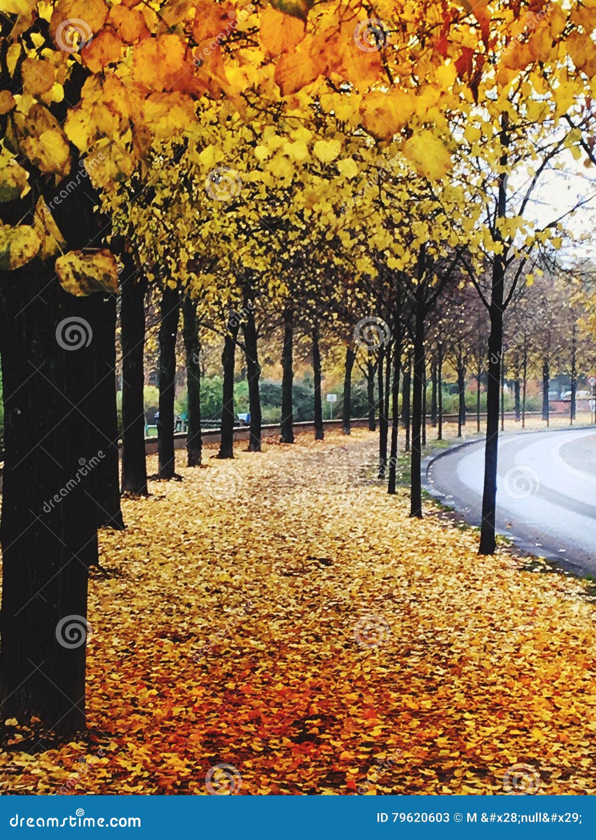 Autumn in Berlin stock image. Image of walk, autumn, leaves - 79620603