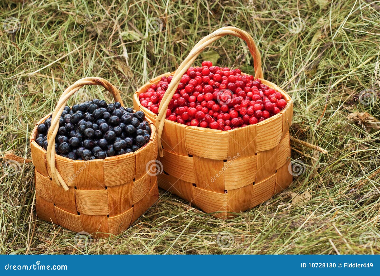 Autumn berries stock photo. Image of vitamin, blue, nature - 10728180