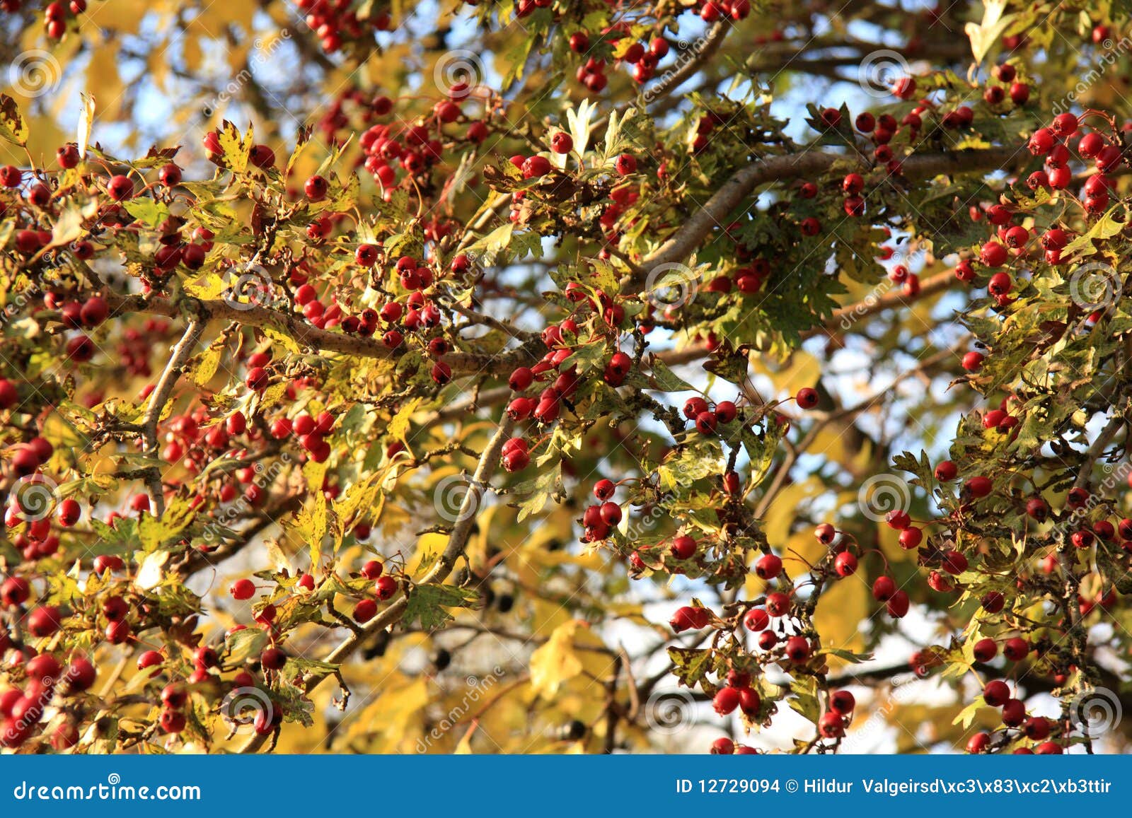 Autumn berries stock photo. Image of outdoors, bush, flora - 12729094