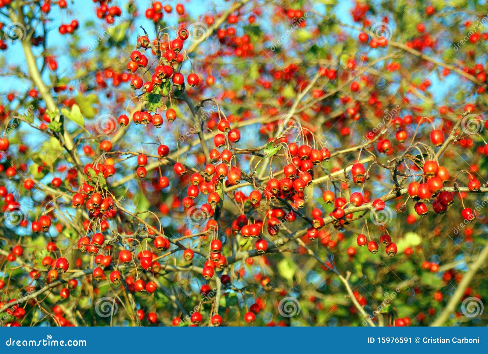 Autumn Berries stock image. Image of berry, season, brown - 15976591
