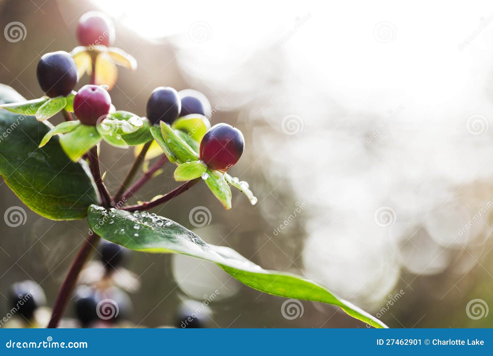 Autumn Berries stock image. Image of purple, beauty, fall - 27462901