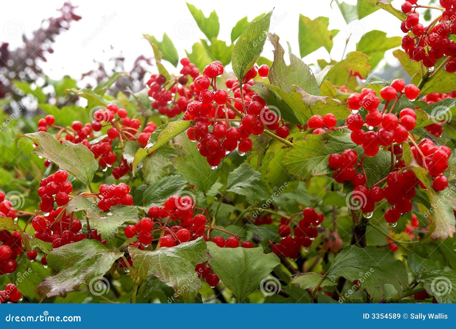 Autumn Berries stock image. Image of attractive, autumn - 3354589