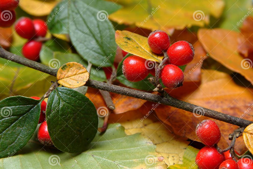 Autumn Berries stock image. Image of macro, christmas, holiday - 61685