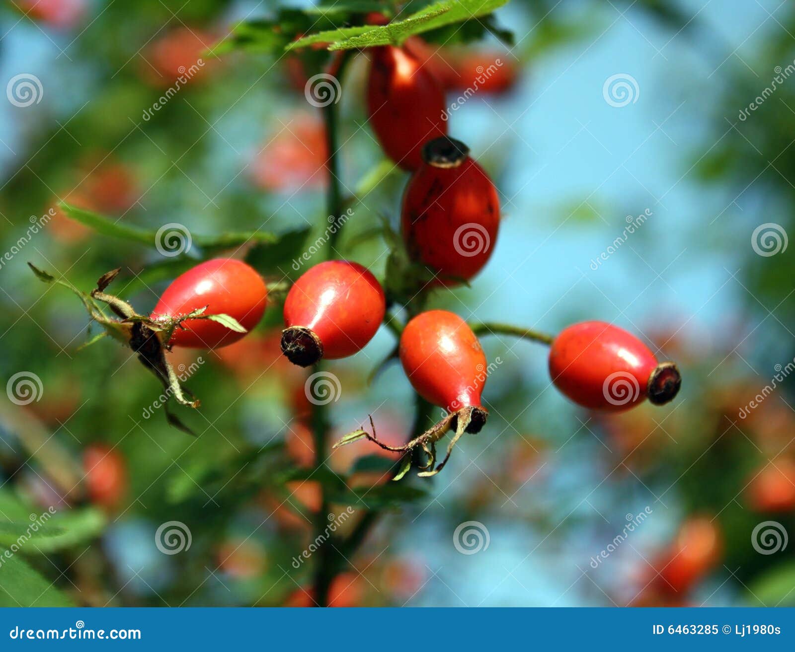 Autumn Berries stock image. Image of leaves, plants, clear - 6463285