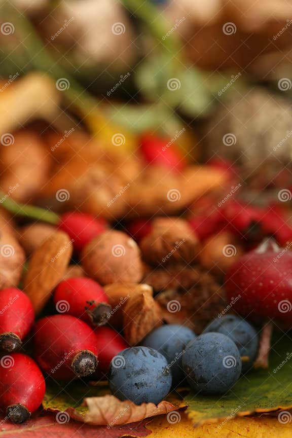 Autumn Berries Fall Harvest Stock Photo - Image of natural, christmas ...