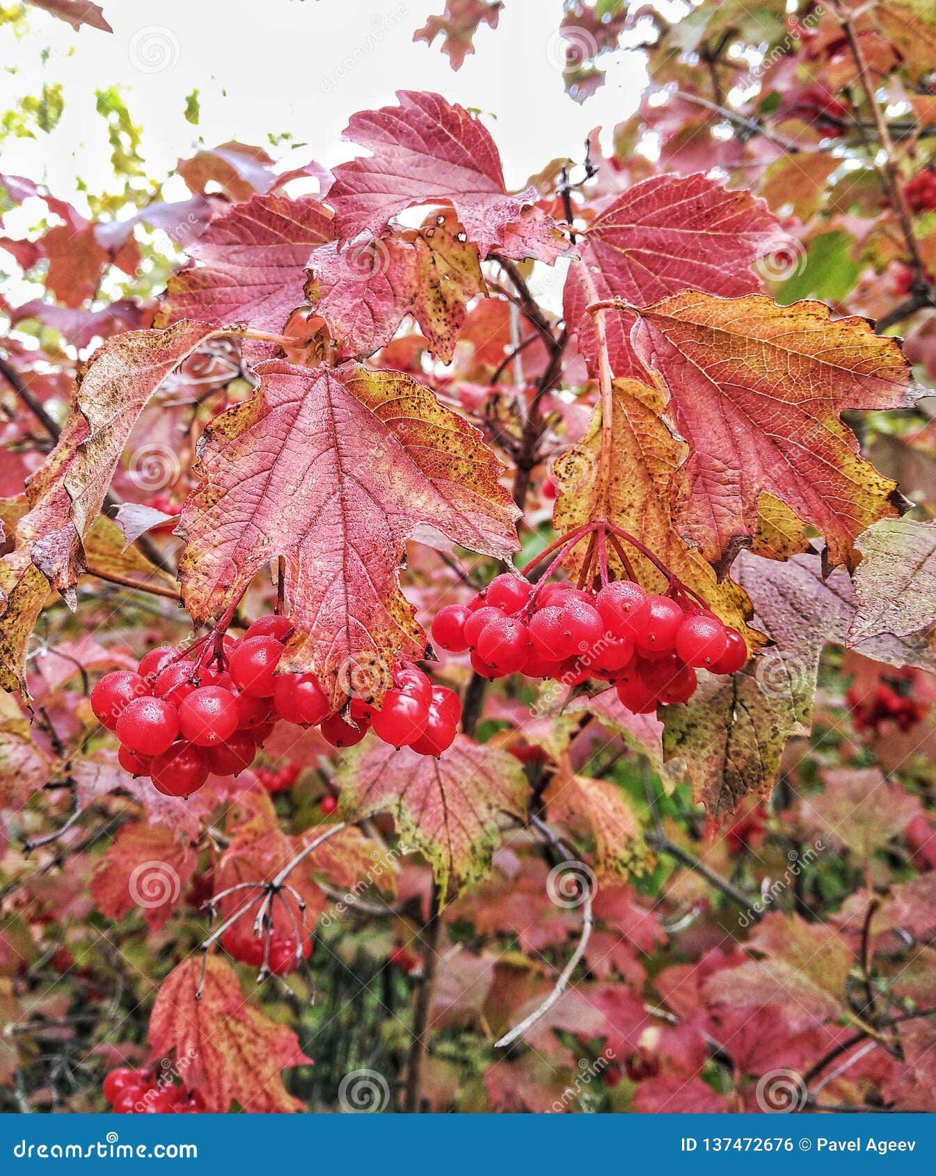Autumn berries stock photo. Image of leaves, forest - 137472676