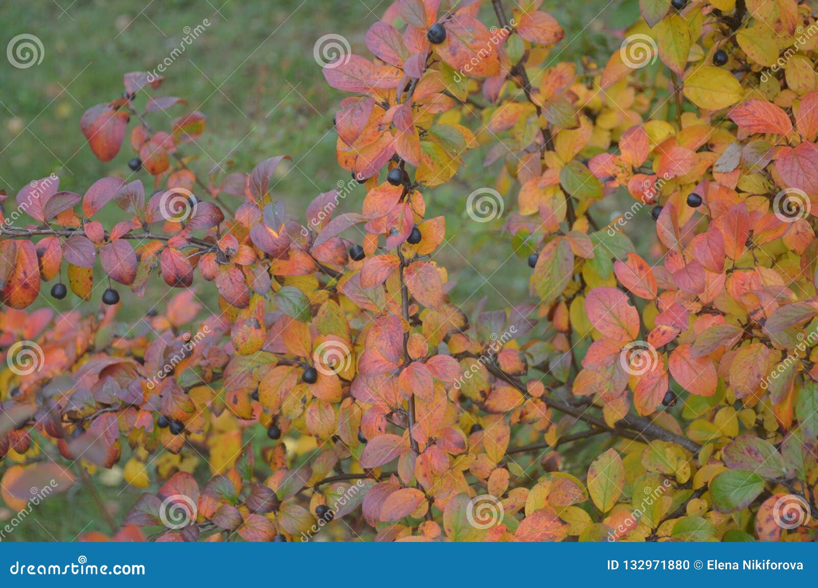 Autumn Berries and Leaves on the Branches of a Bush Stock Photo - Image ...