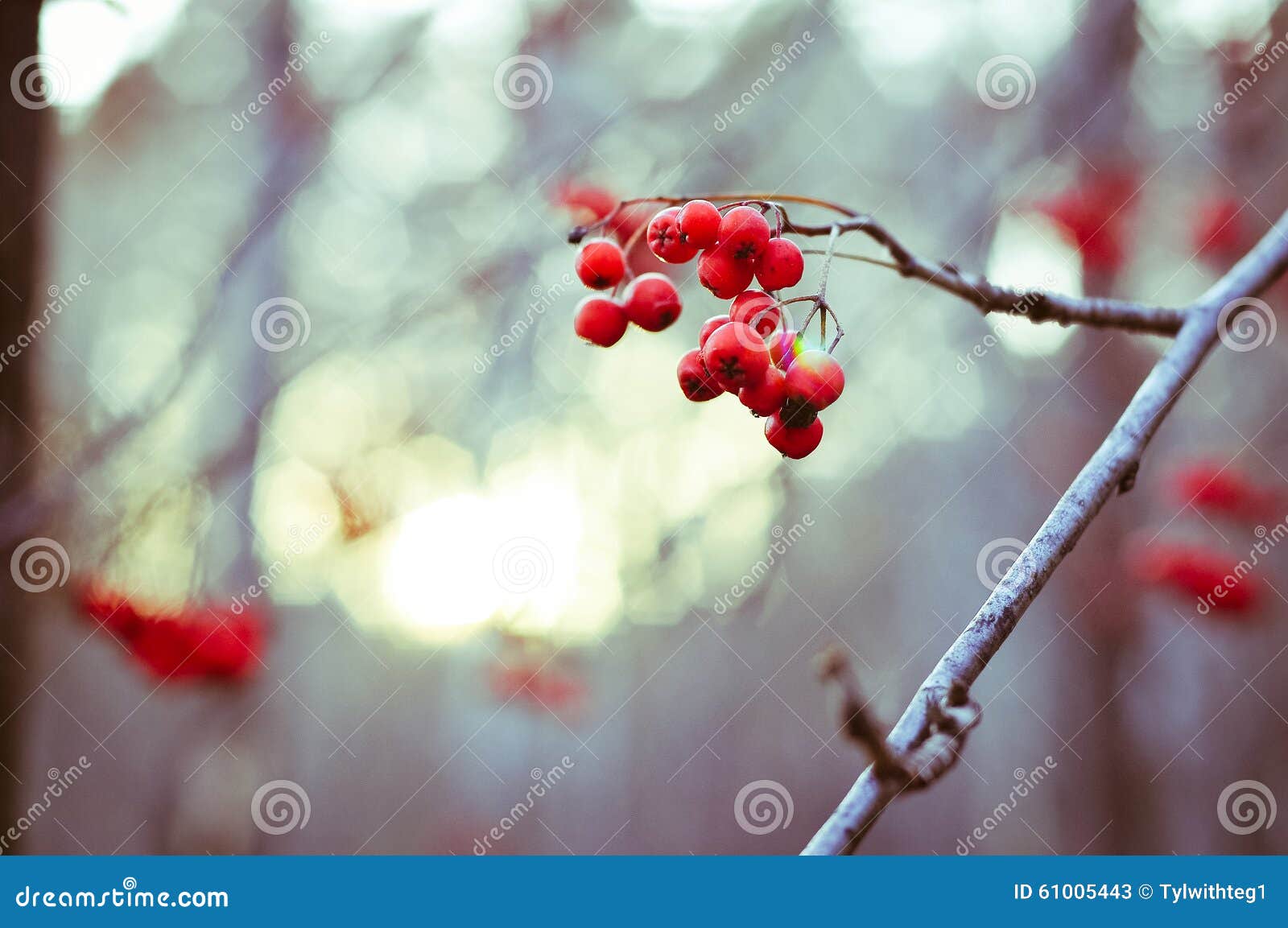 Autumn Berries of Rowan Tree Stock Image - Image of nature, forest ...