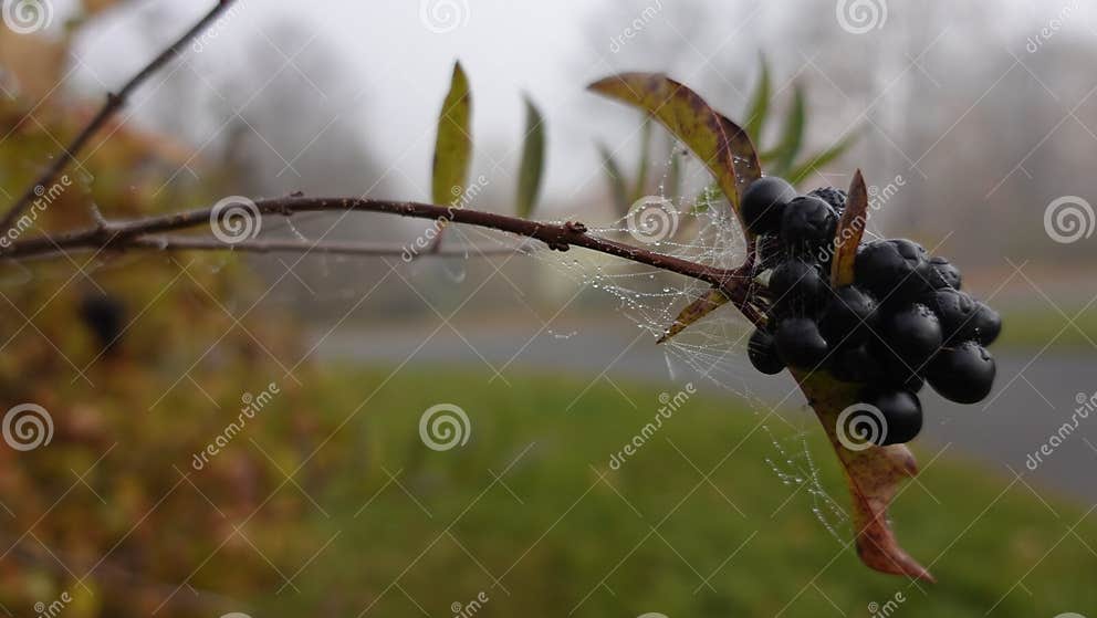 Autumn Berries in Spider Web 3 Stock Photo - Image of invertebrate ...
