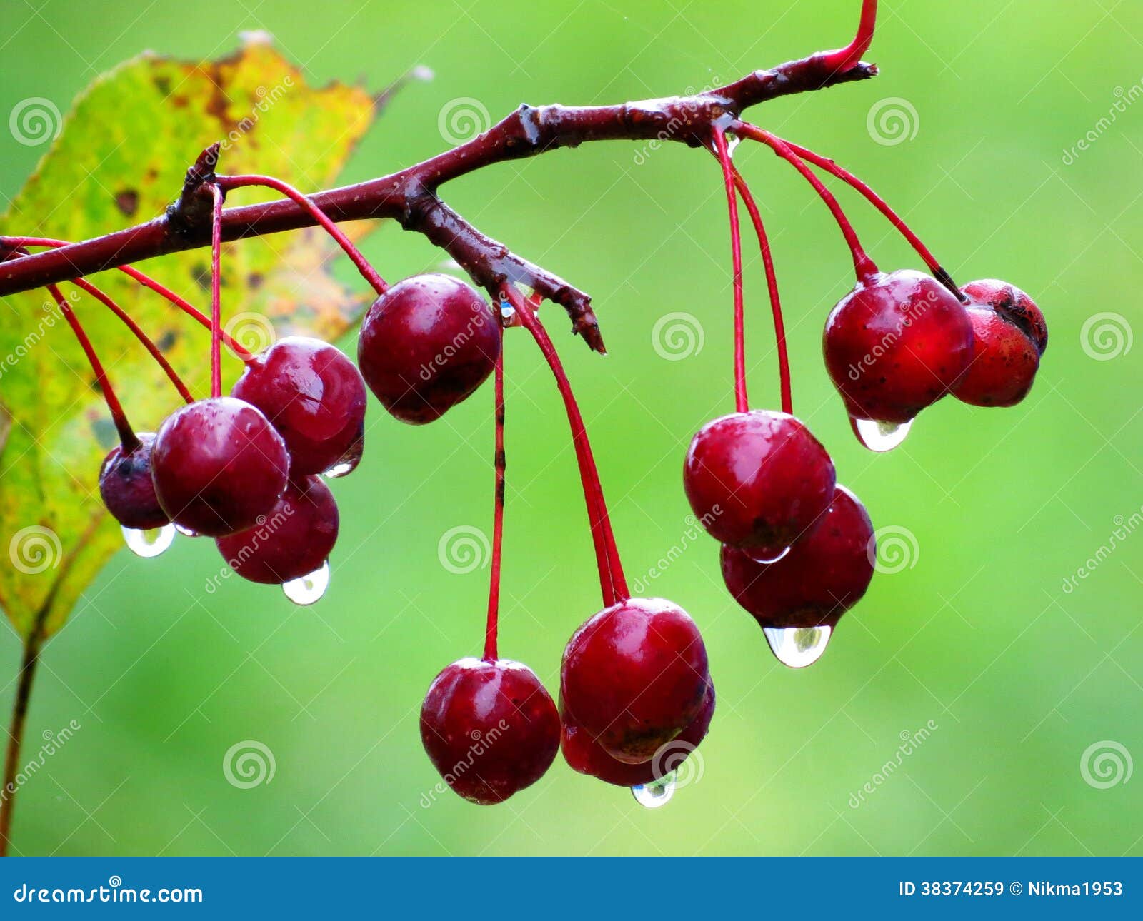 Autumn berry stock image. Image of autumn, park, frost - 38374259