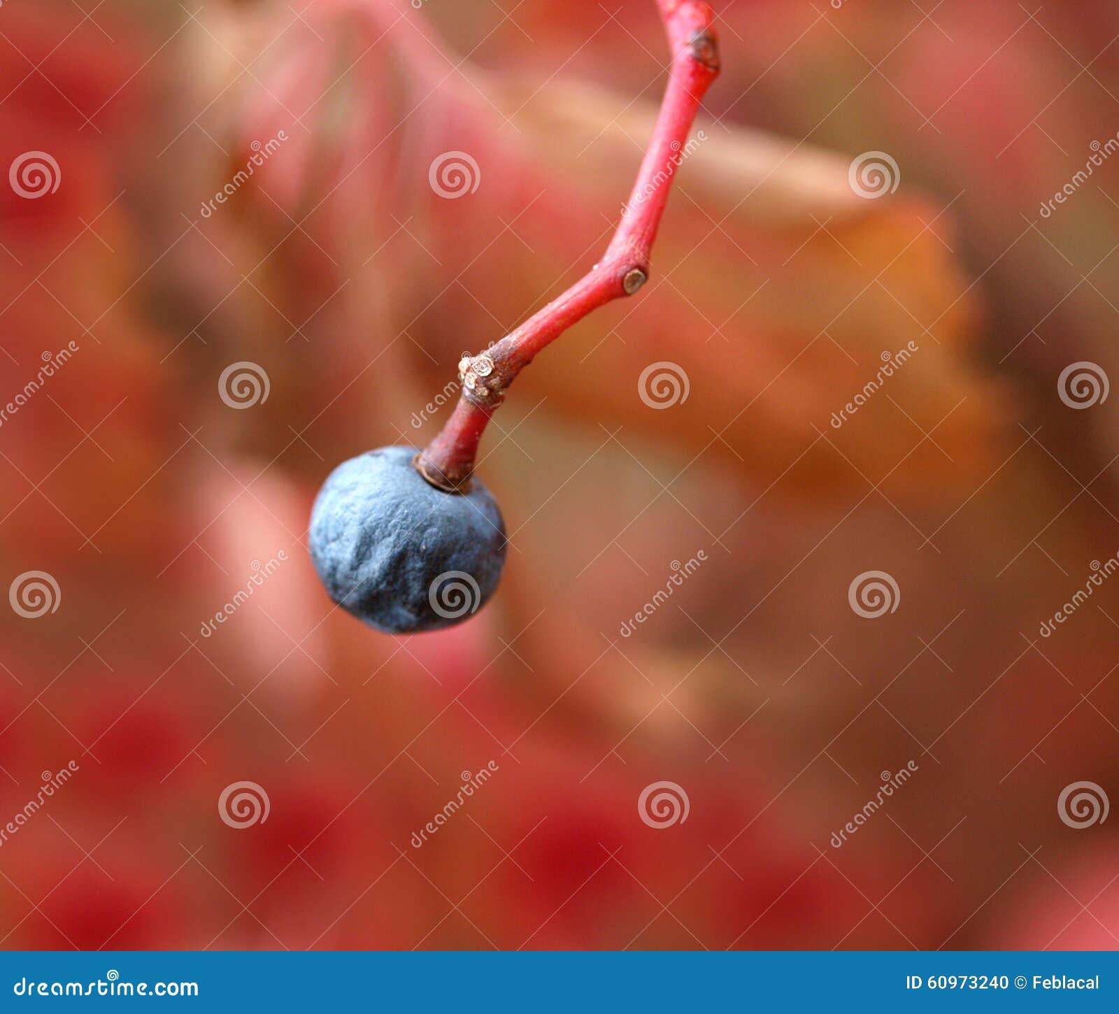 Autumn berry stock photo. Image of grey, ocre, sunlight - 60973240