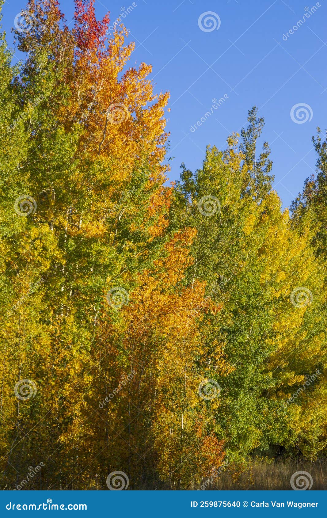 Autumn in Big Bear, Oct. 2022 Stock Photo - Image of trees, bright ...