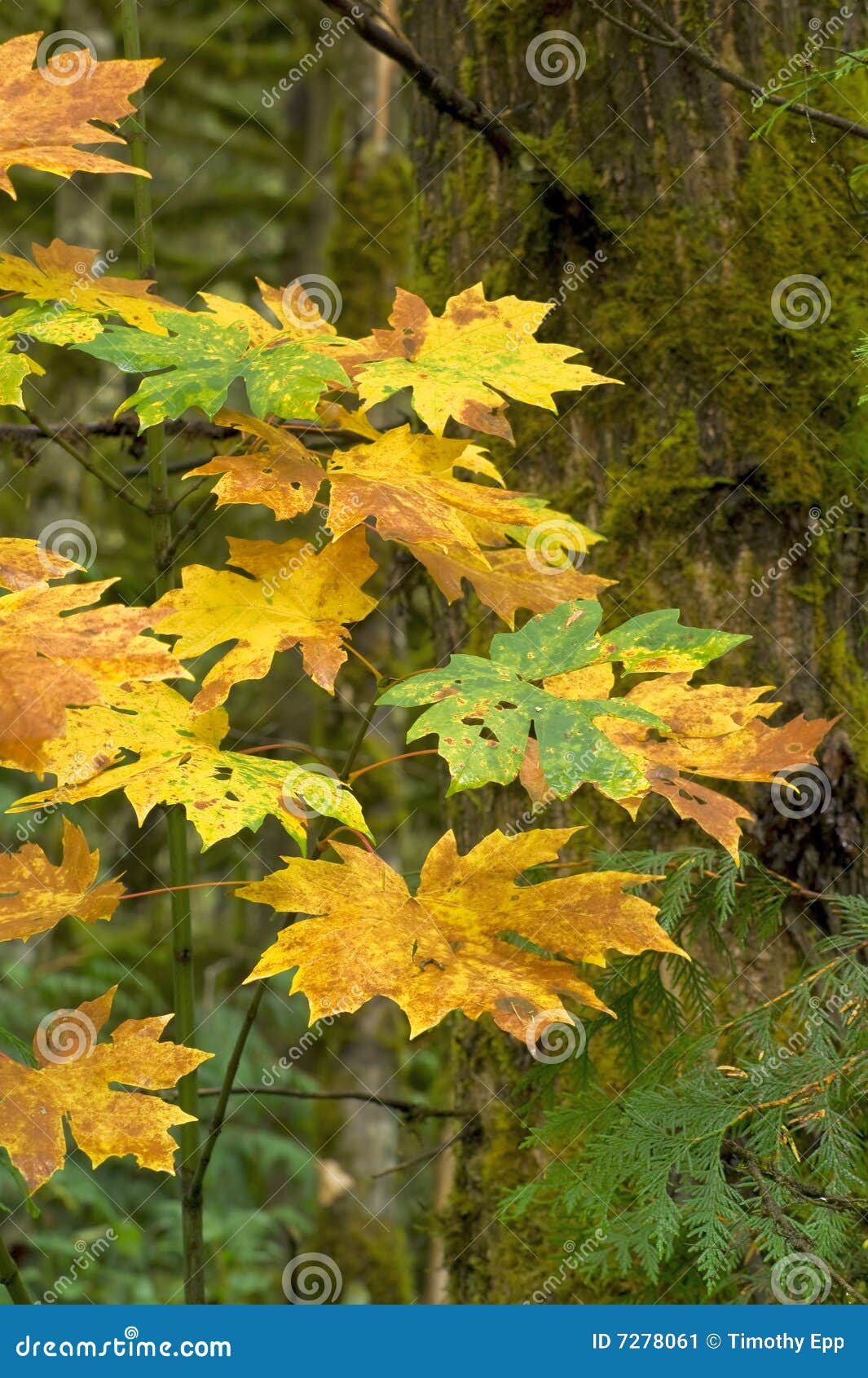 Autumn bigleaf maple stock image. Image of leaves, transforming - 7278061