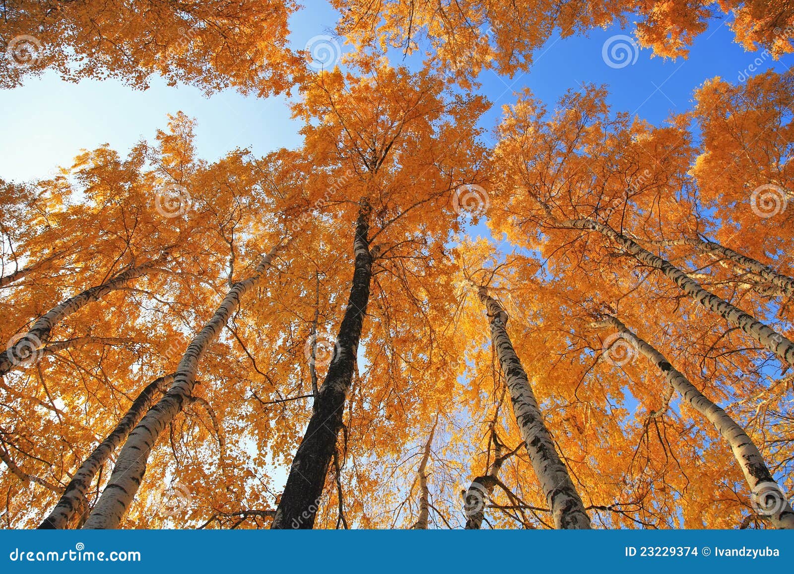 Autumn birch stock photo. Image of rural, fall, leaves - 23229374