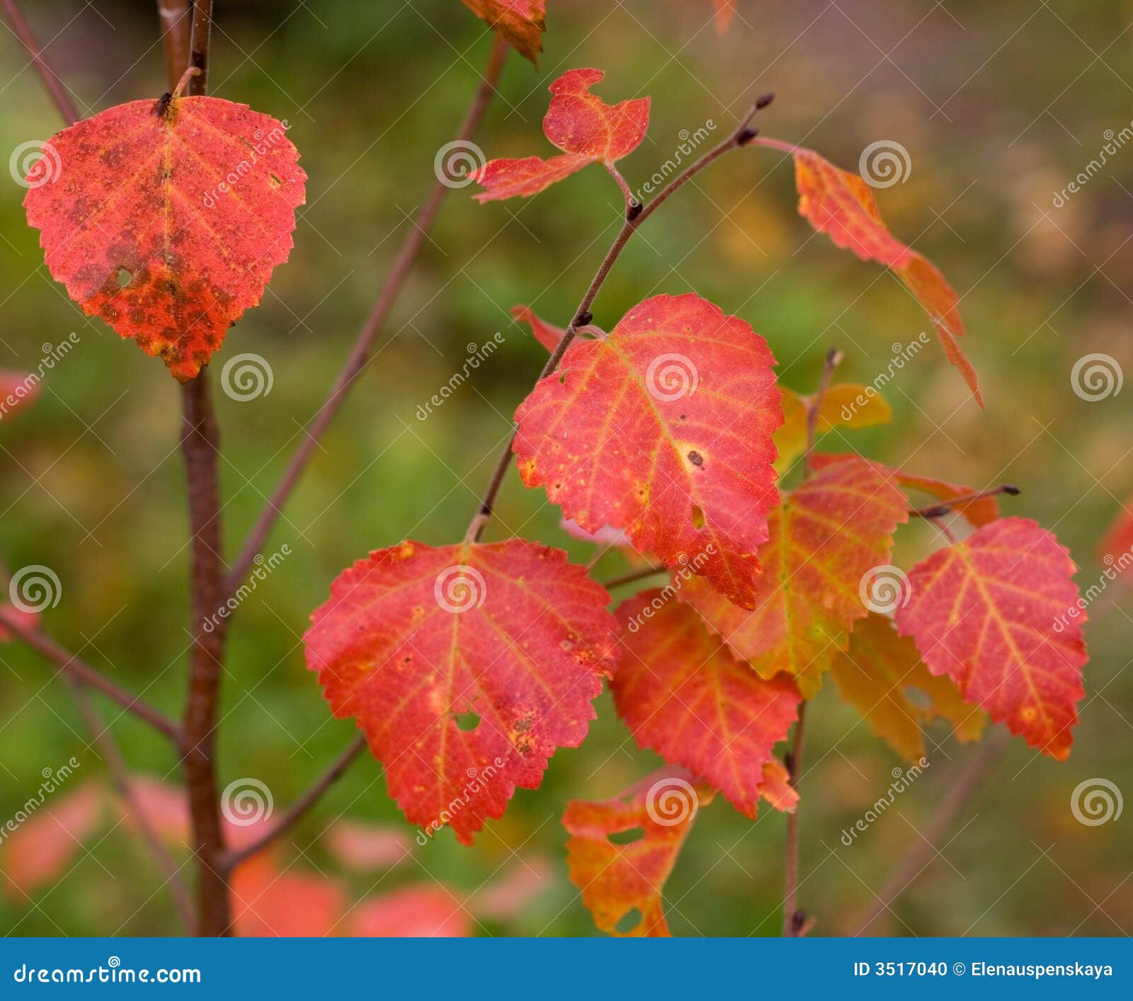 Autumn birch stock photo. Image of peaceful, branch, autumn - 3517040