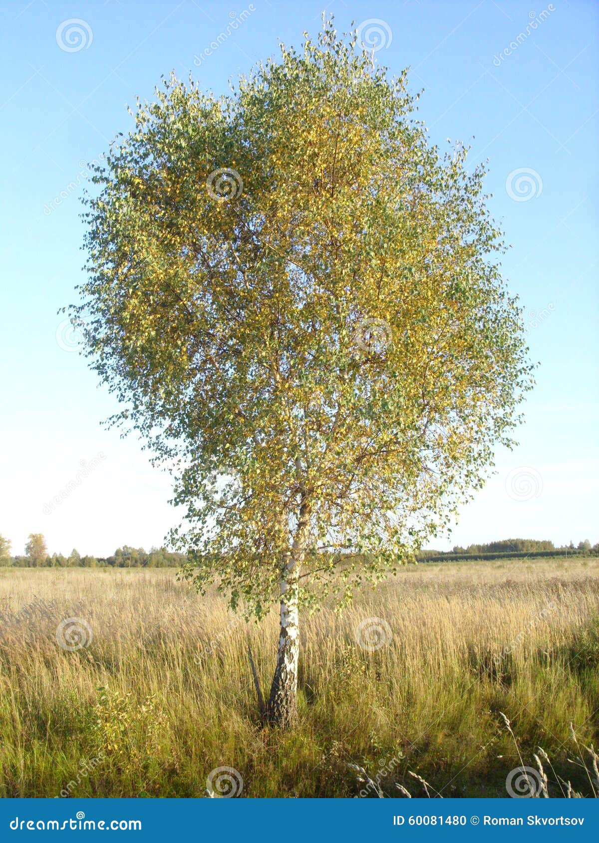 Autumn birch stock photo. Image of autumnal, blue, yellow - 60081480