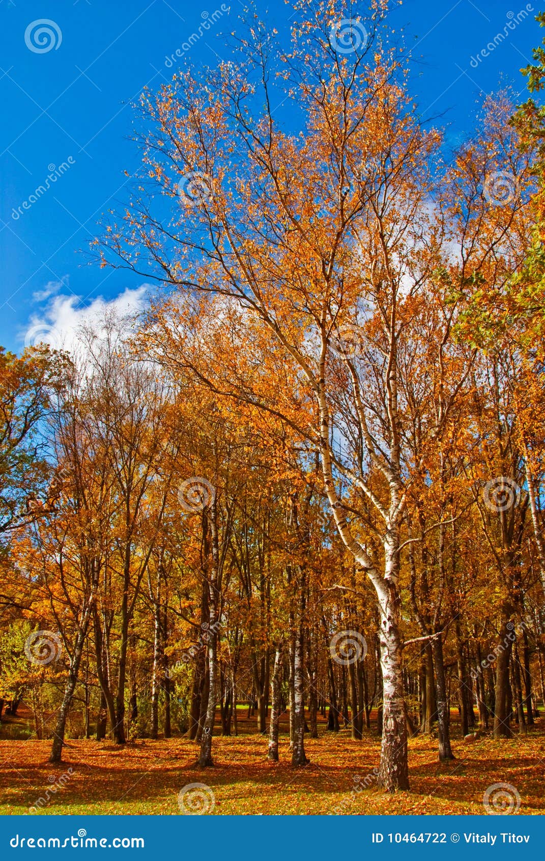 Autumn Birch forest stock photo. Image of fall, landscape - 10464722