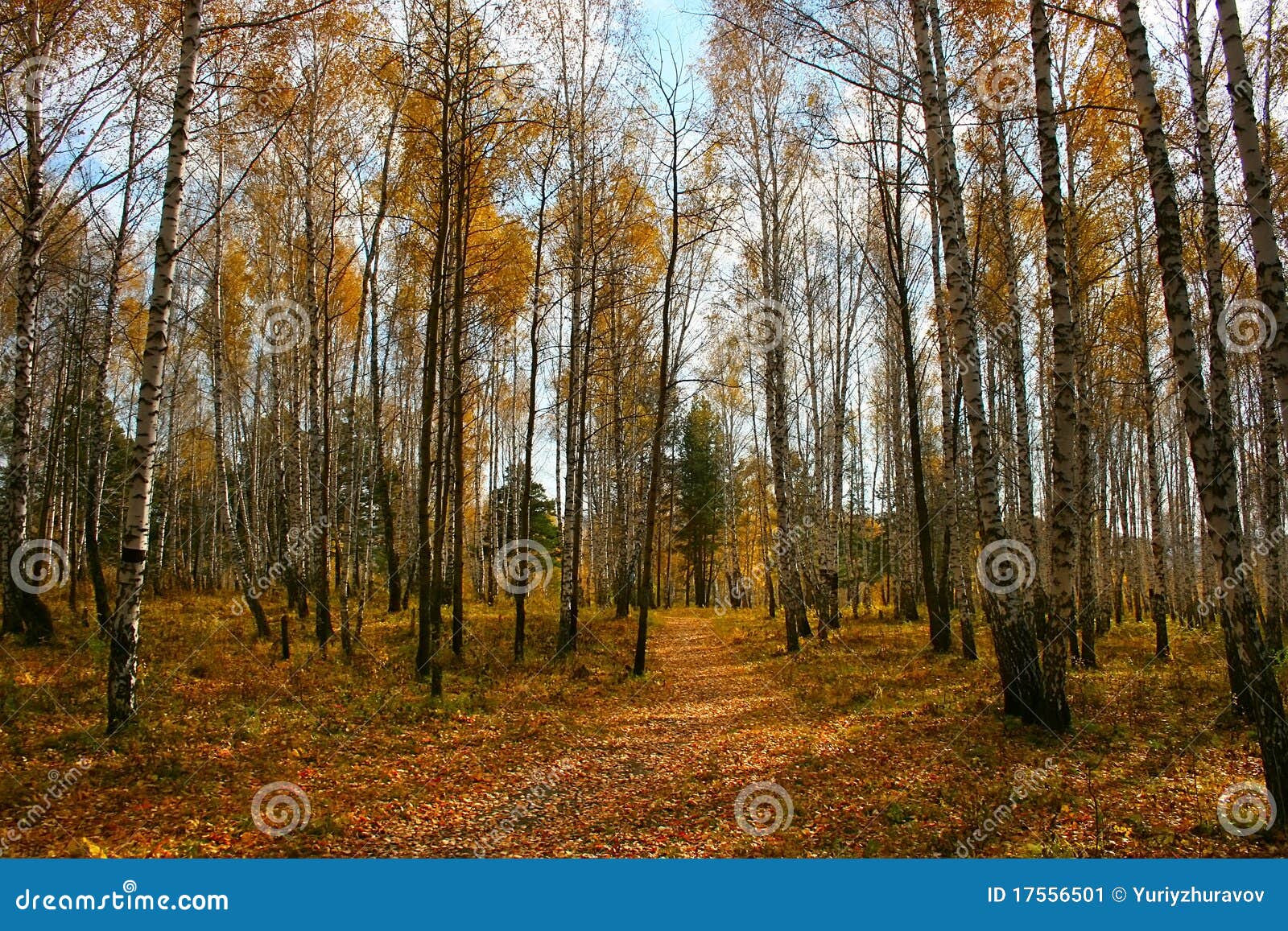 Autumn birch forest stock image. Image of environment - 17556501