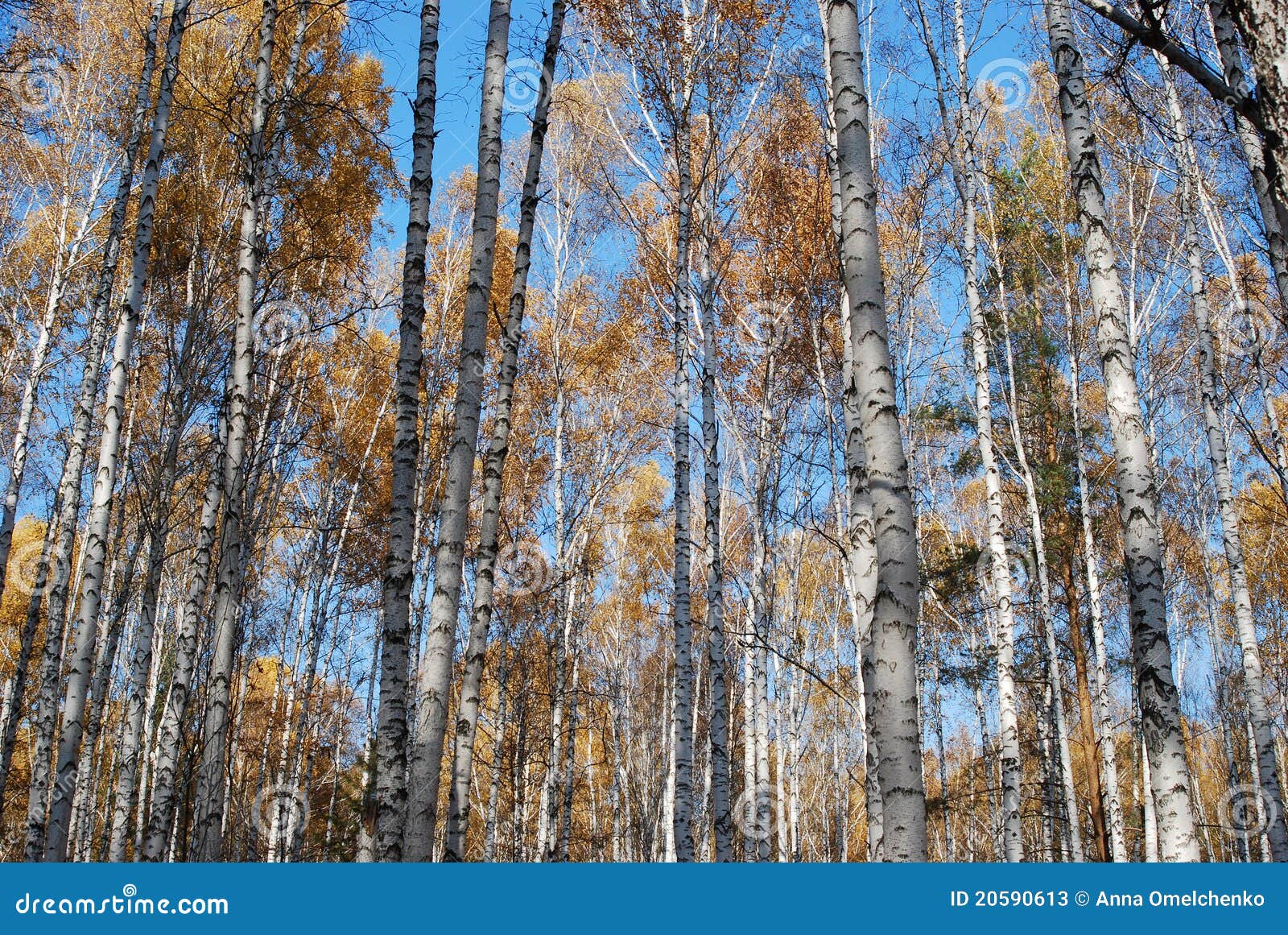 Autumn birch forest stock image. Image of white, national - 20590613