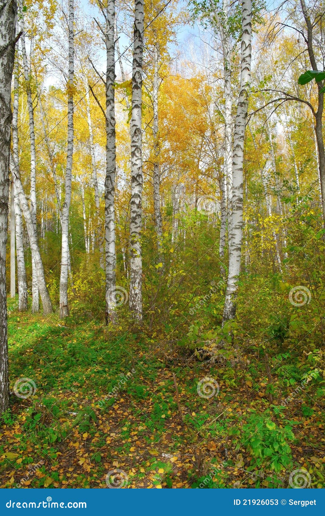 In autumn birch forest stock image. Image of birches - 21926053