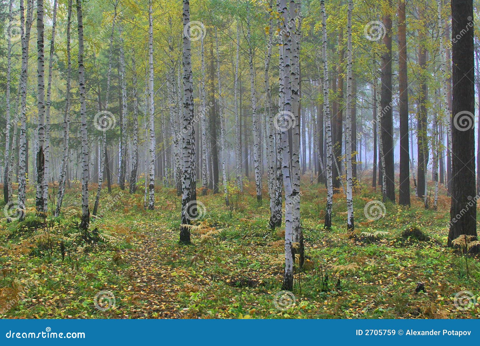 Autumn birch forest stock image. Image of branch, forest - 2705759