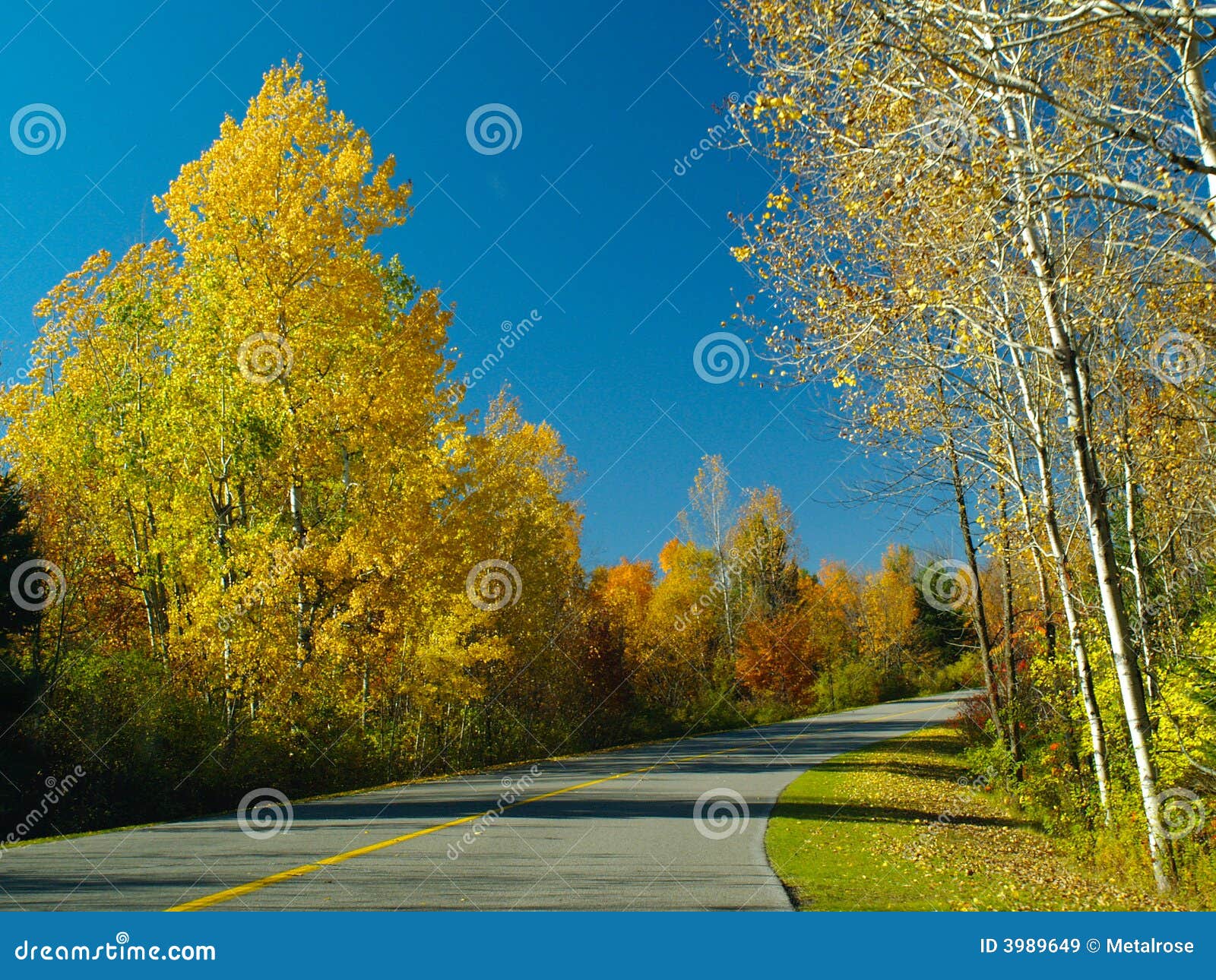 Autumn birch forest stock image. Image of hill, scenic - 3989649