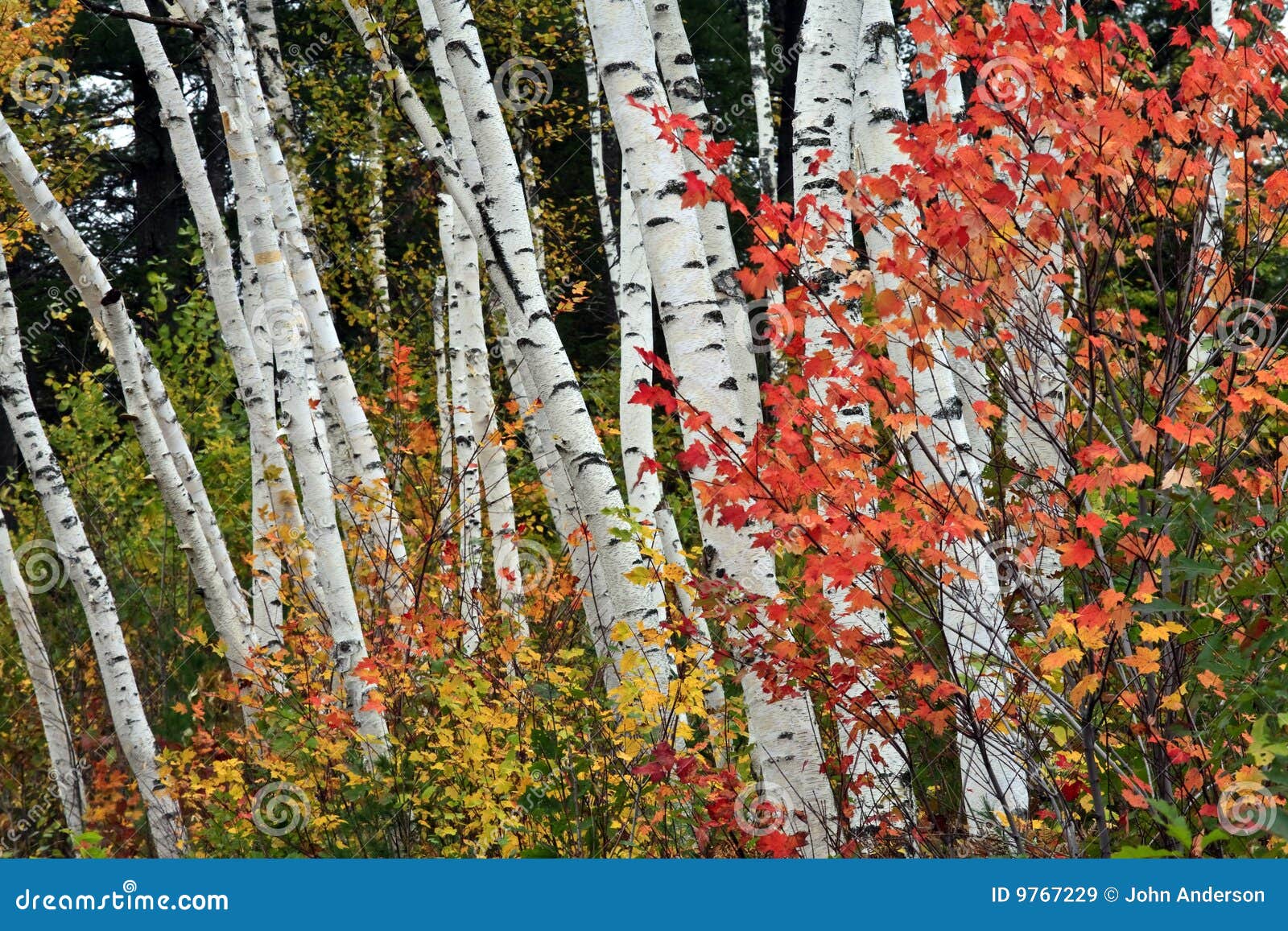 Autumn birch forest stock image. Image of autumn, fall - 9767229