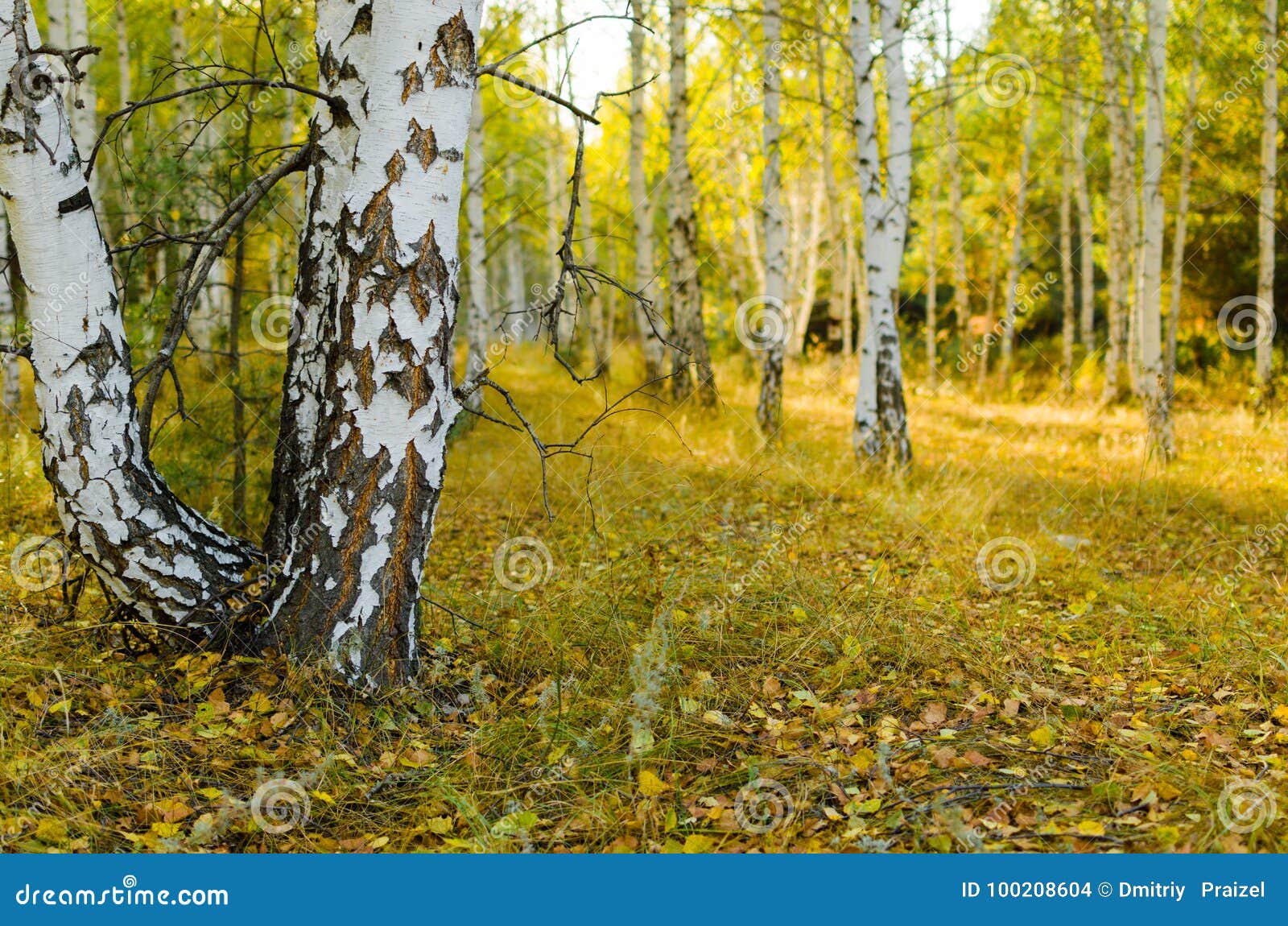 Autumn birch forest stock photo. Image of beam, yellow - 100208604