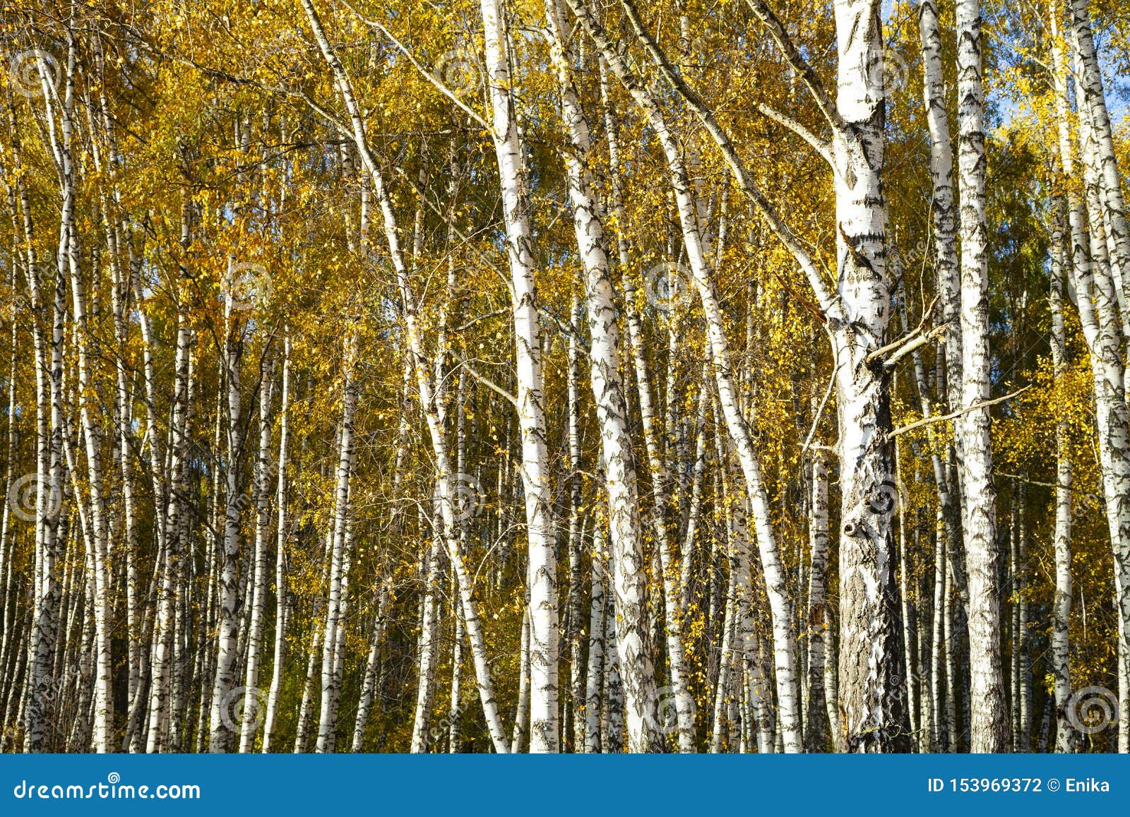 Autumn birch forest stock photo. Image of branch, birch - 153969372