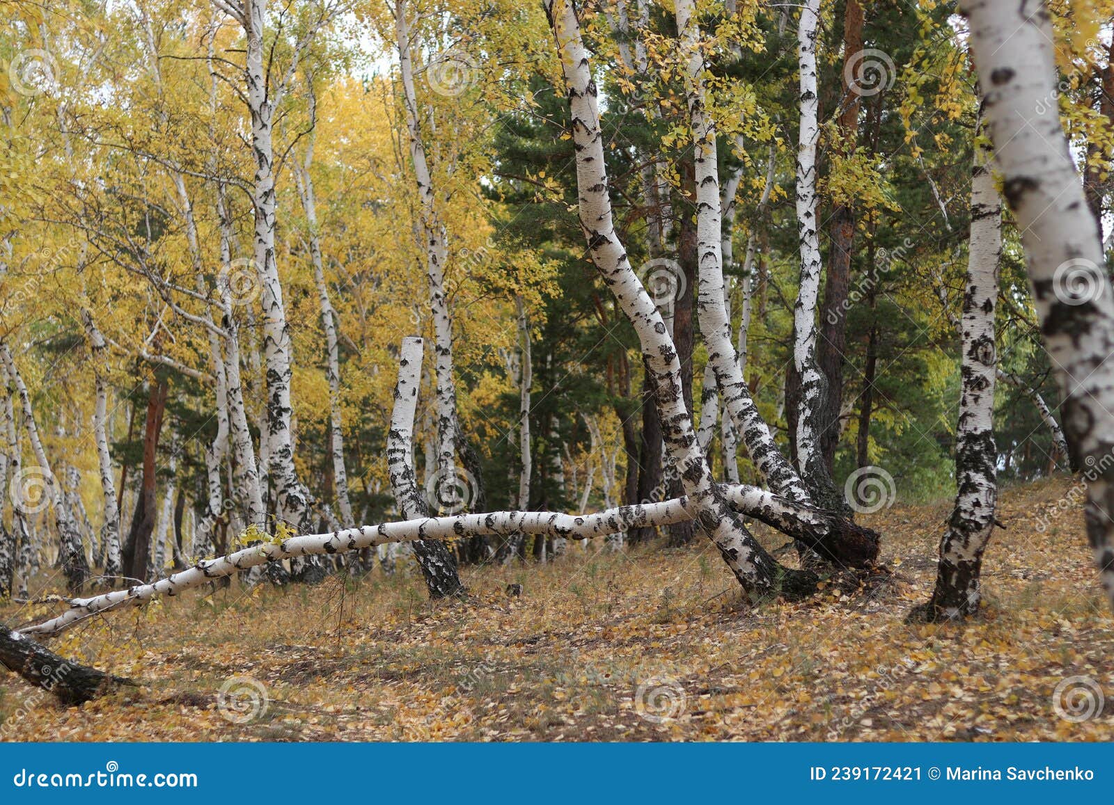 Autumn Birch Forest with Fallen Birch and Path Stock Image - Image of ...