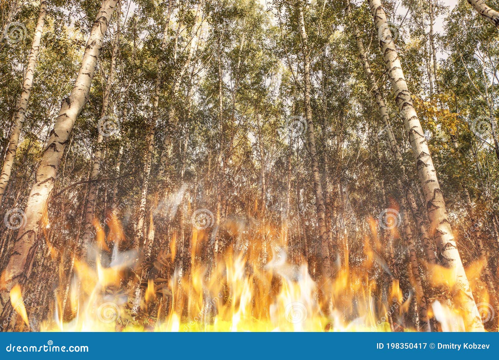Autumn Birch Forest on Fire, Trees Burning Concept Stock Image - Image ...