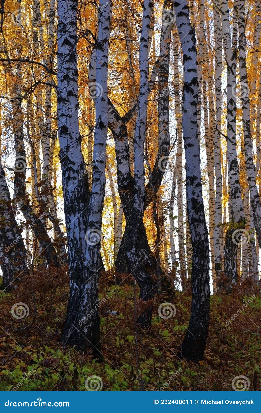 Autumn Birch Forest at Sunset Stock Image - Image of morning, dawn ...