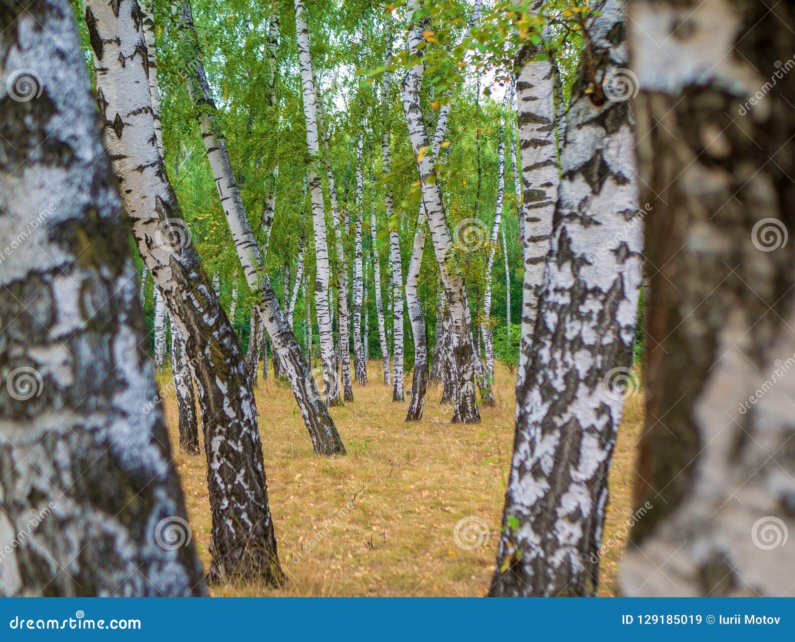 Autumn Birch Forest. Landscape with Birch Forest. Nature Wilderness ...