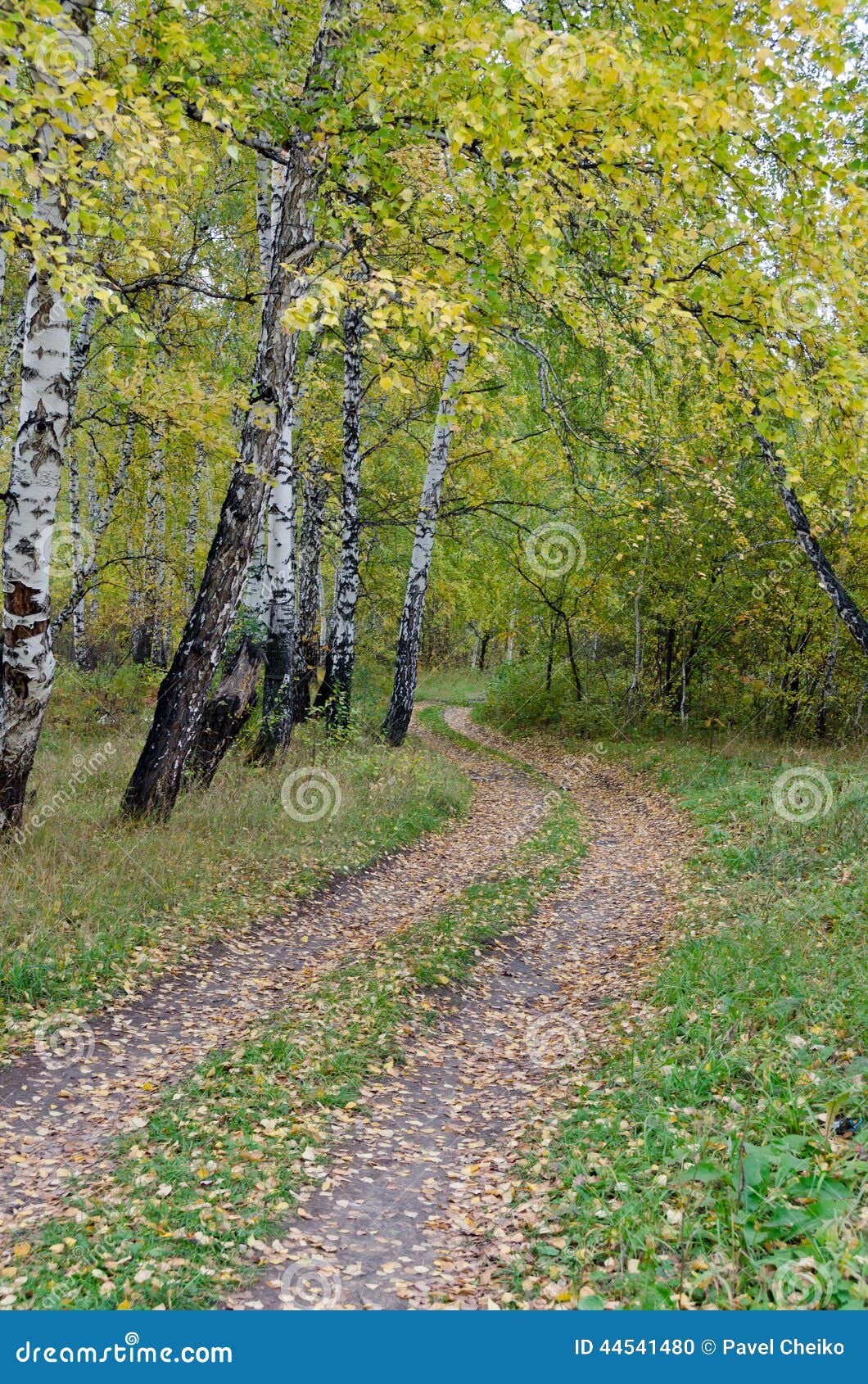Autumn birch forest stock photo. Image of fall, birch - 44541480