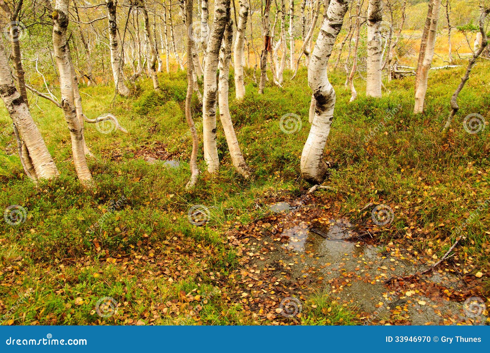 Autumn in the birch forest stock photo. Image of orange - 33946970