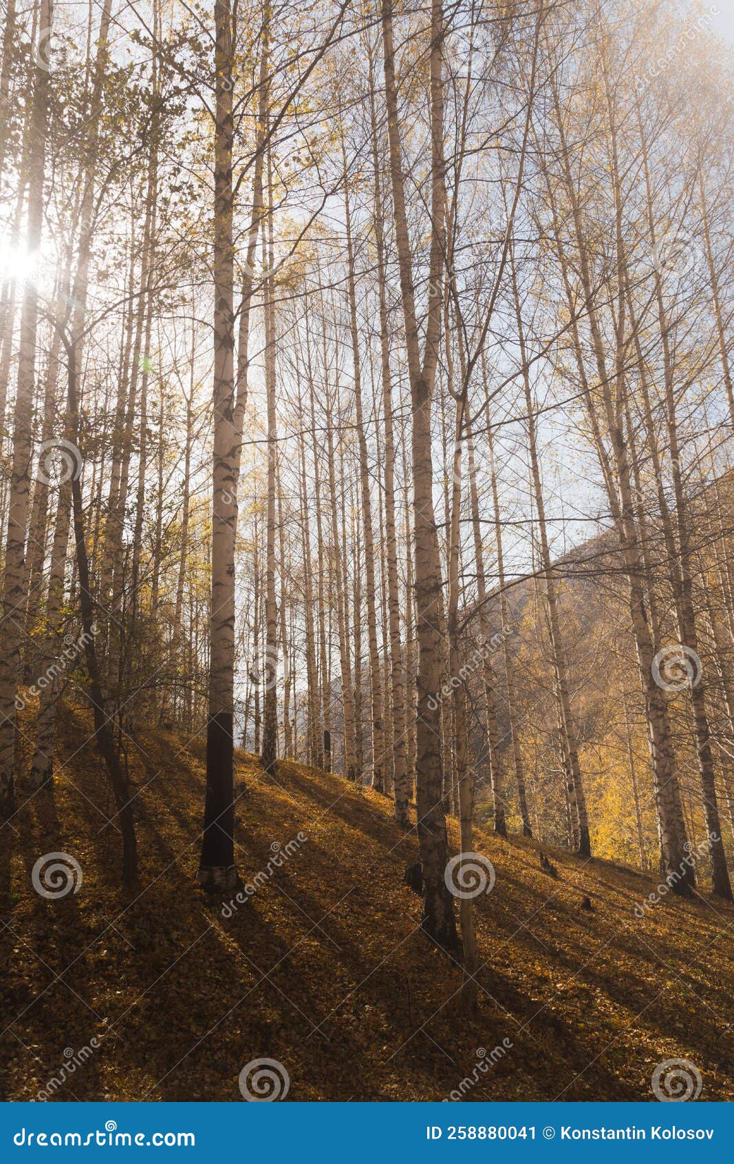 Autumn birch grove stock image. Image of grove, trunk - 258880041